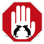 Practical Rat Prevention Tips | JDM Pest Control