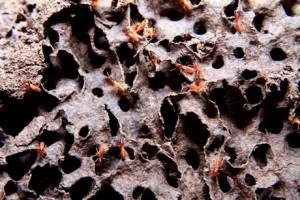 Everything You Need To Know About Canadian Termites | JDM Pest Control