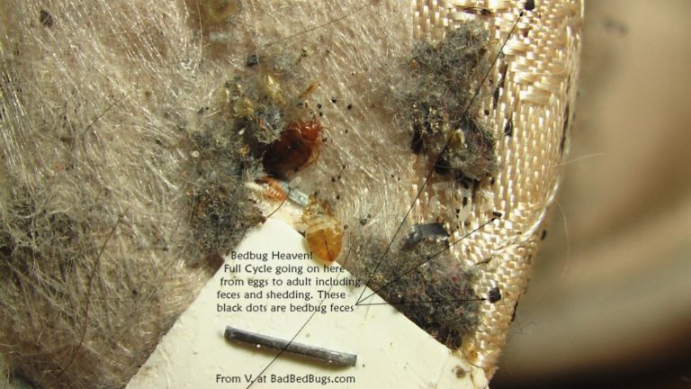 The 4 Types of Canadian Bedbugs | JDM Pest Control