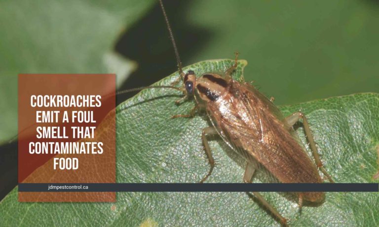 Common Canadian Pests and Winter Nuisances | JDM Pest Control