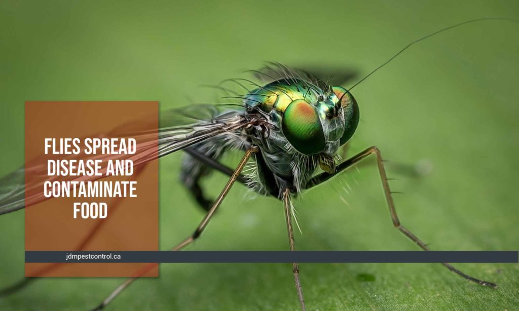 Common Canadian Pests and Winter Nuisances | JDM Pest Control