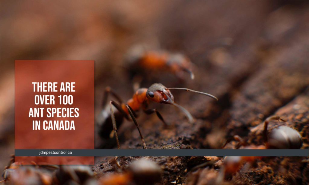 Common Canadian Pests and Winter Nuisances | JDM Pest Control