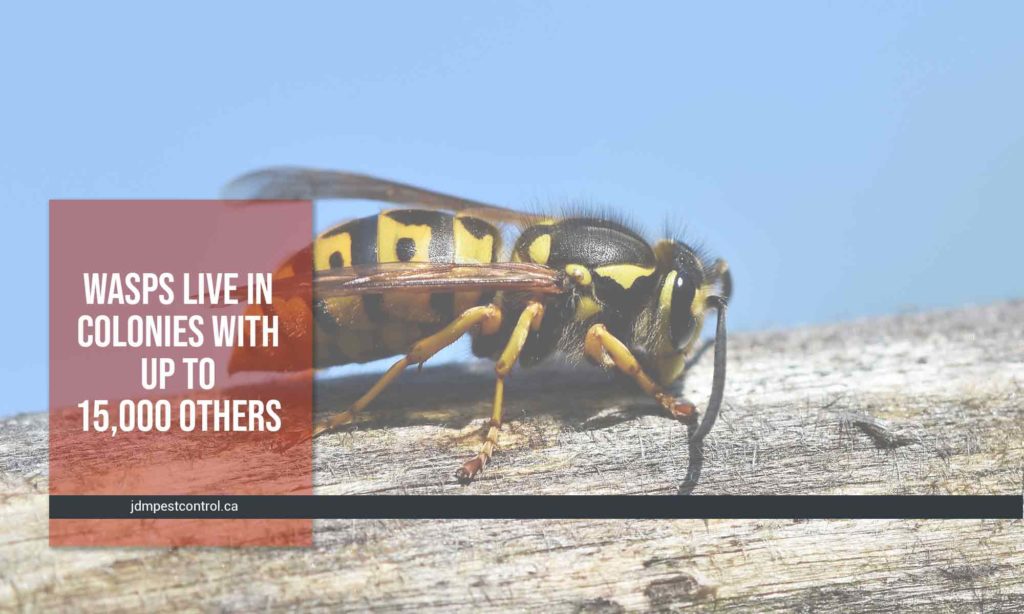 Common Canadian Pests and Winter Nuisances | JDM Pest Control