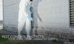 Do I need to Leave the House for Pest Control? | JDM Pest Control