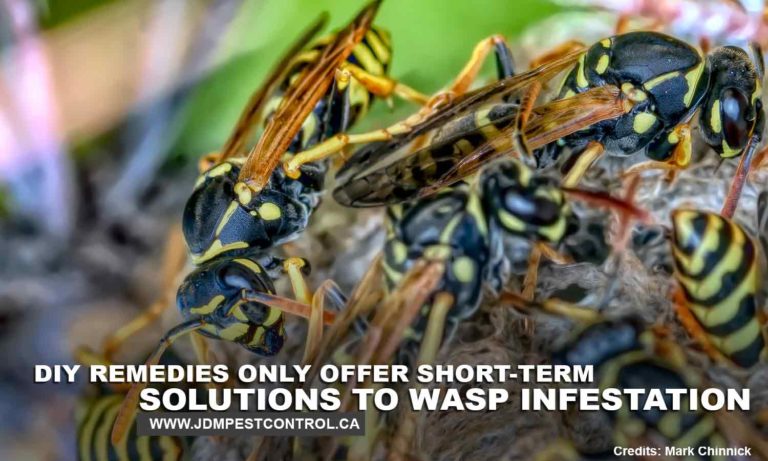 DIY Remedies for Dealing With Wasps | JDM Pest Control