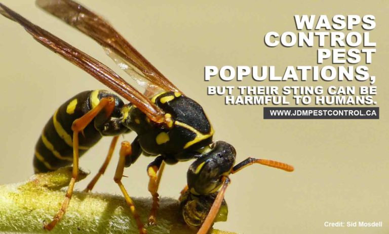 DIY Remedies for Dealing With Wasps | JDM Pest Control