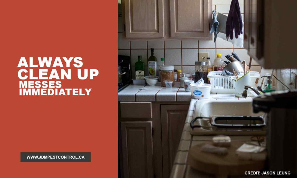 9 Bugs That Live In Your Home (And What You Can Do About Them) | JDM ...