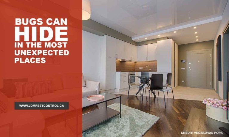 9 Bugs That Live In Your Home (And What You Can Do About Them) | JDM ...