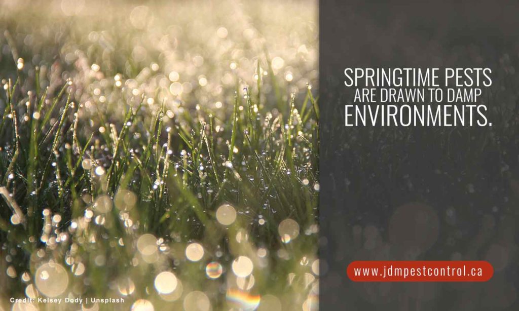 Effective Ways to Pest-Proof Your Home in Spring