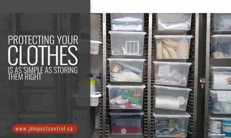 How to Protect Your Clothes from Insect Damage