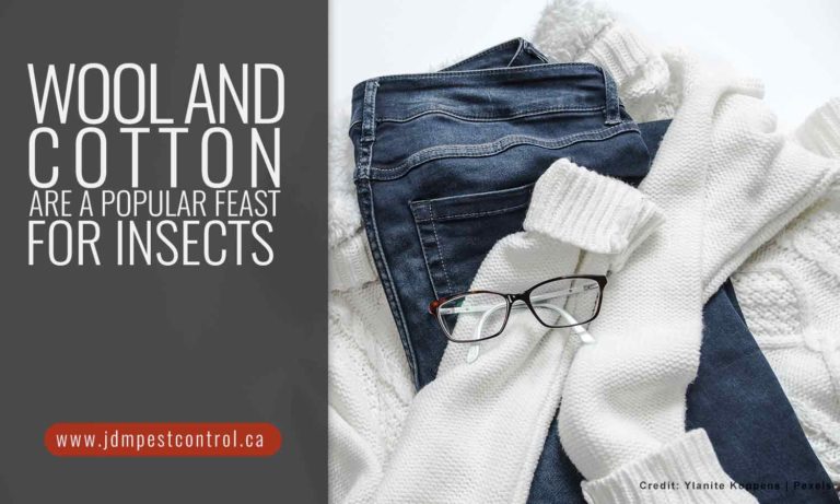 How to Protect Your Clothes from Insect Damage