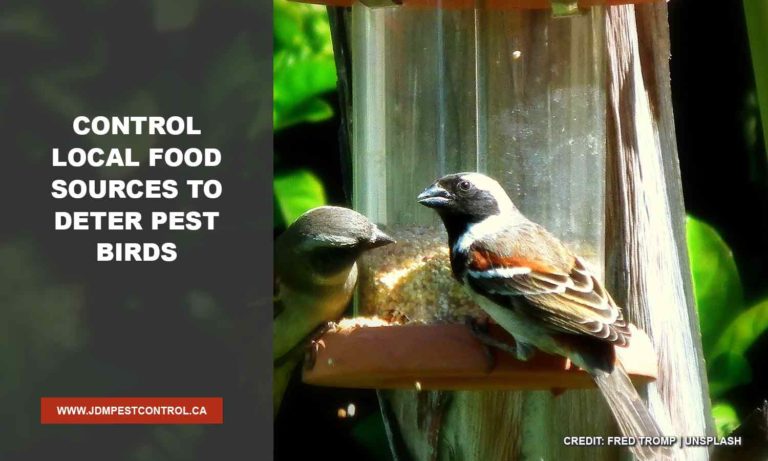 How to Keep Pest Birds Away