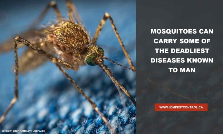 5 Worst Pest Disasters in History - JDM Pest Control