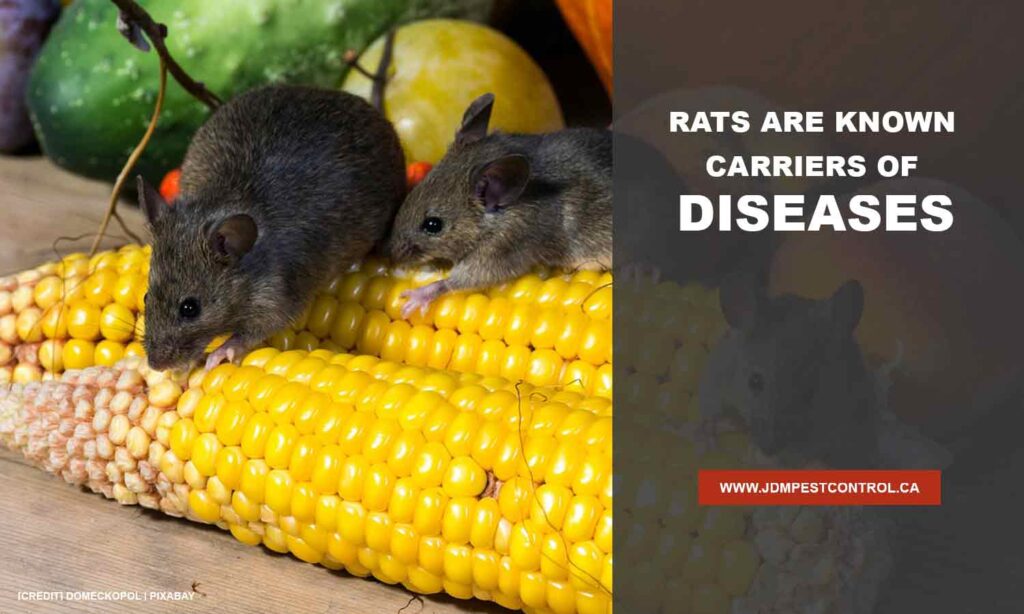 5 Worst Pest Disasters in History - JDM Pest Control