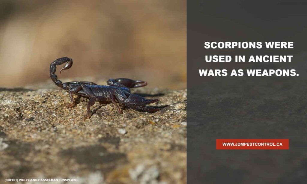 5 Worst Pest Disasters in History - JDM Pest Control