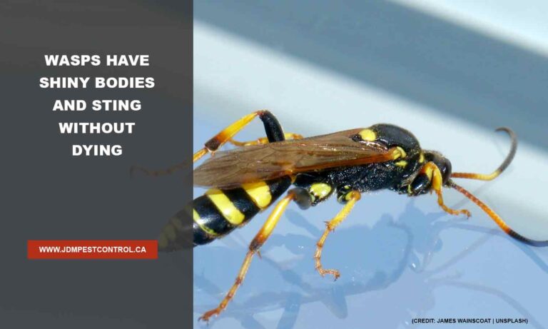 Bee and Wasp Removal: All You Need to Know - JDM Pest Control