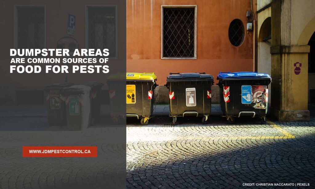Things You Need to Know About Restaurant Pest Control - JDM Pest Control