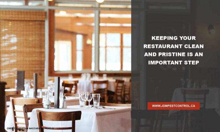 Things You Need to Know About Restaurant Pest Control - JDM Pest Control