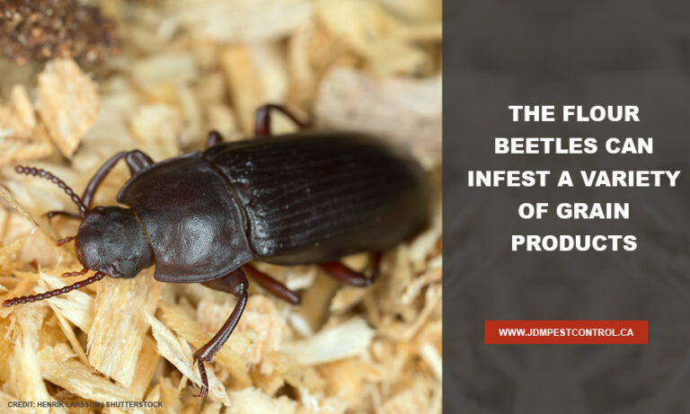 Controlling the Risk of Store Product Pests Infestation - JDM Pest Control