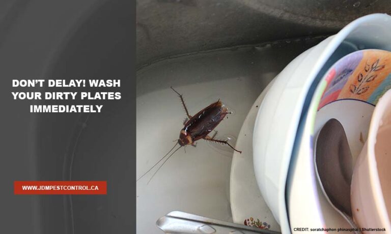 What Makes Your Home Inviting to Pests - JDM Pest Control