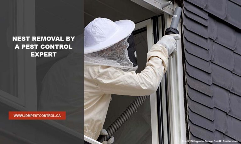 How to Handle Stinging Insects During Fall - JDM Pest Control