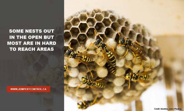 How to Handle Stinging Insects During Fall - JDM Pest Control